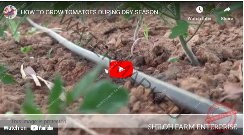 How To Plant Tomatoes in Dry Season in Ghana - Agrolearner.com