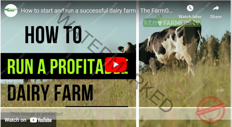 [Beginners Guide] How to Start Cattle Farming in Kenya - Agrolearner.com