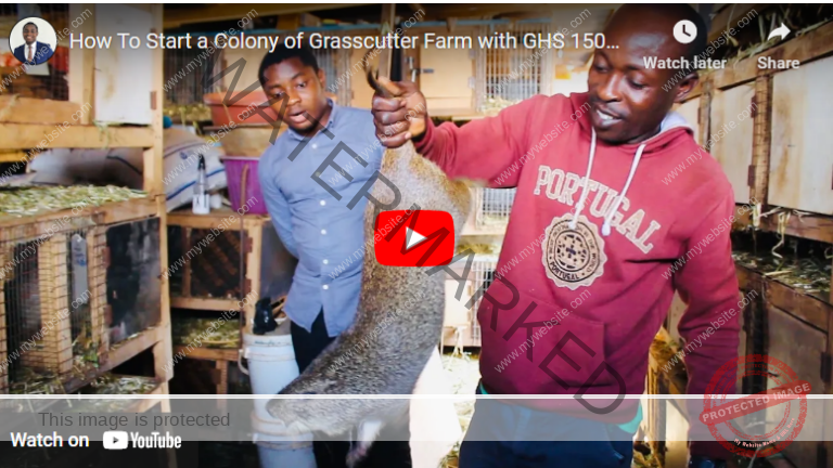 [Beginners Guide] How to Start Grass Cutter Farming in Ghana - Agrolearner.com