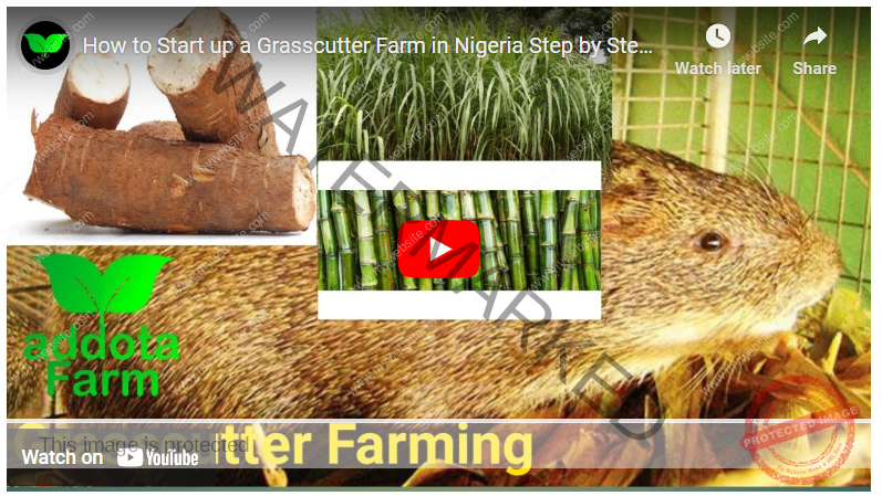 [Beginners Guide] How to Start Grasscutter Farming in Nigeria ...