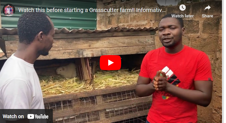 [Beginners Guide] How to Start Grass Cutter Farming in South Africa ...