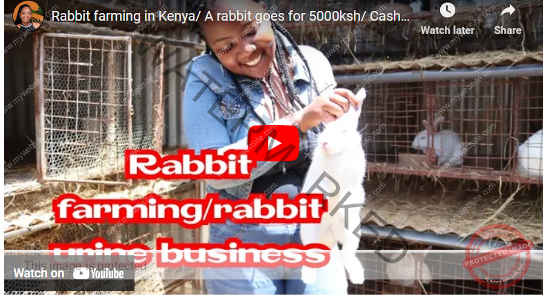 [Beginners Guide] How to Start Rabbit Farming in Kenya - Agrolearner.com
