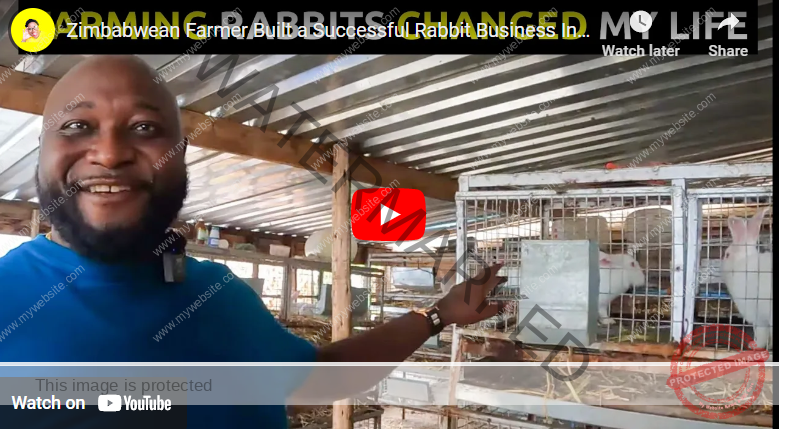 [Beginners Guide] How to Start Rabbit Farming in Zimbabwe - Agrolearner.com