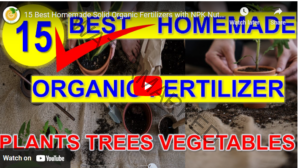 15 Best Fertilizer for Cabbage [Organic & Inorganic] - Agrolearner.com