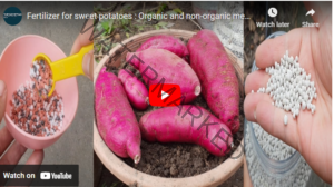 15 Best Fertilizer for Sweet Potatoes Farm [Organic & Inorganic] - Agrolearner.com