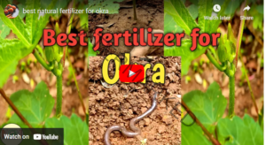 15 Best Fertilizers for Okra Farms [Organic & Inorganic] - Agrolearner.com