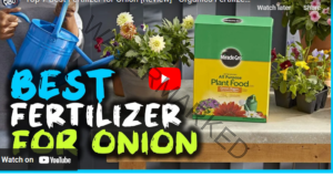 15 Best Fertilizers for Onions Farm [Organic & Inorganic] - Agrolearner.com