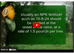 15 Best Fertilizer for Cocoa Farm [Organic & Inorganic] - Agrolearner.com