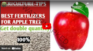 15 Best Fertilizers for Apple and Pear Trees: Organic & Inorganic - Agrolearner.com