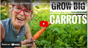 15 Best Fertilizers for Carrot Organic & Inorganic: Boost Your Carrot ...