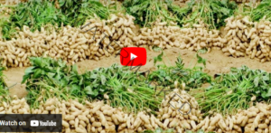 15 Best Fertilizers for Groundnut [Organic & Inorganic] - Agrolearner.com