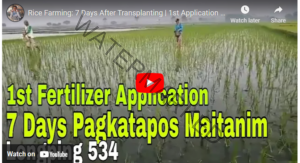 15 Best Fertilizer for Rice Farm [Organic & Inorganic Fertilizers] - Agrolearner.com