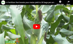 15 Best Fertilizers for Maize Farm [Organic & Inorganic] - Agrolearner.com