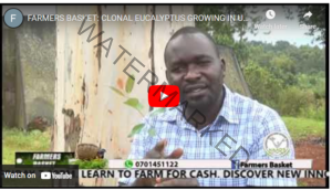 15 Fastest Growing Trees in Uganda - Agrolearner.com