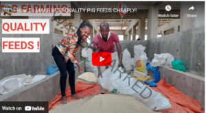 [Beginners Guide] How To Formulate Pig Feed In Uganda - Agrolearner.com