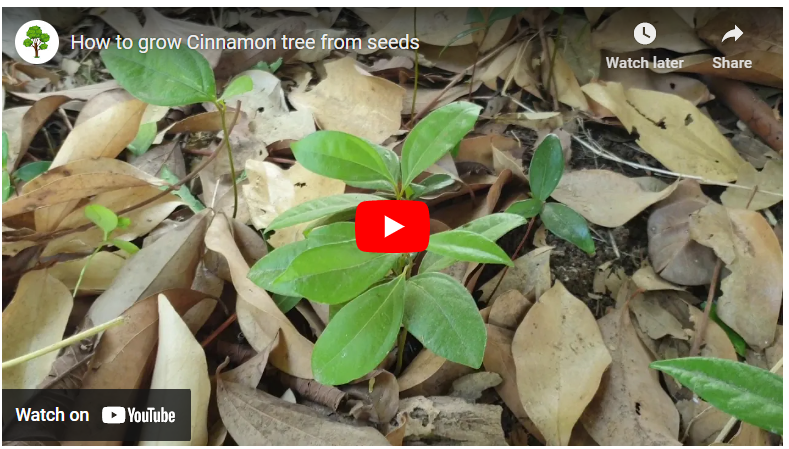 [Beginners Guide] How To Grow Cinnamon In Australia - Agrolearner.com