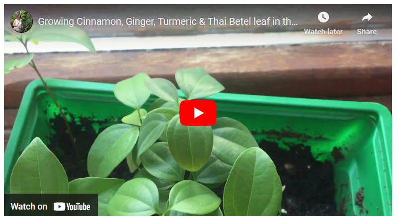 [Beginners Guide] How To Grow Cinnamon In UK - Agrolearner.com