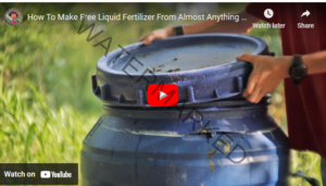 The Ultimate Guide to Maize Fertilizer Schedule: Boost Your Crop’s ...