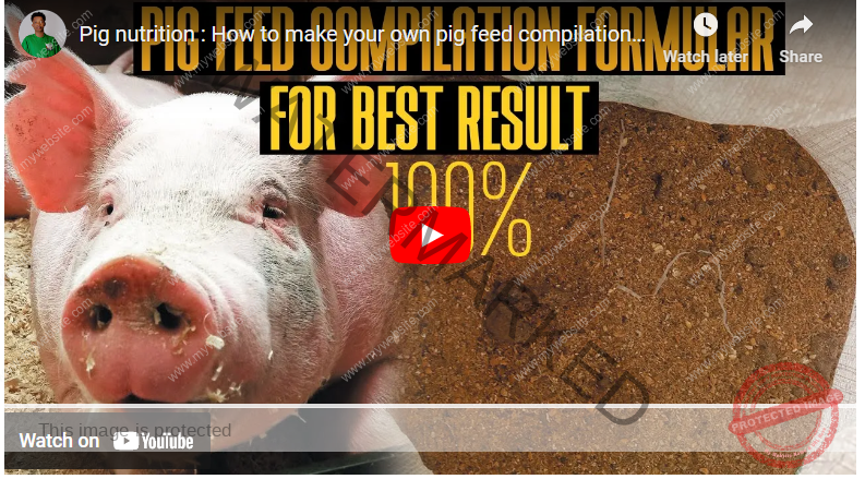 How to Formulate Pig Feed in South Africa - Agrolearner.com