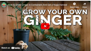 How to Grow Ginger [Complete Growing Manual] - Agrolearner.com