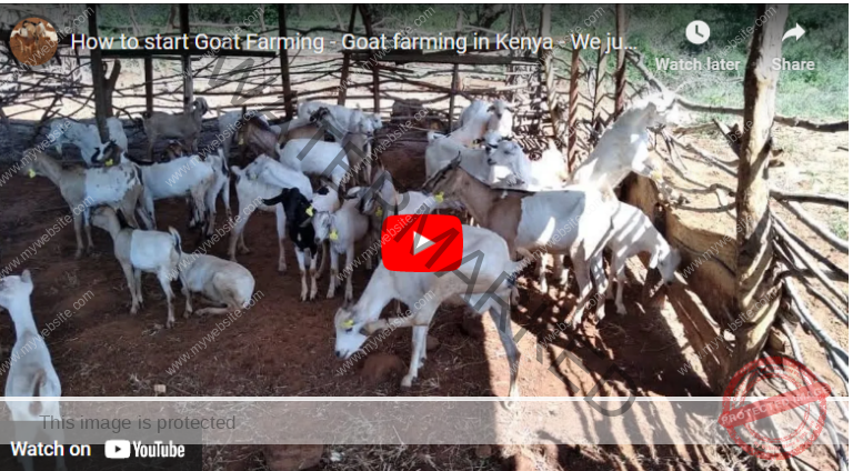 [Beginners Guide] Kenya Profitable Goat Farming - Agrolearner.com