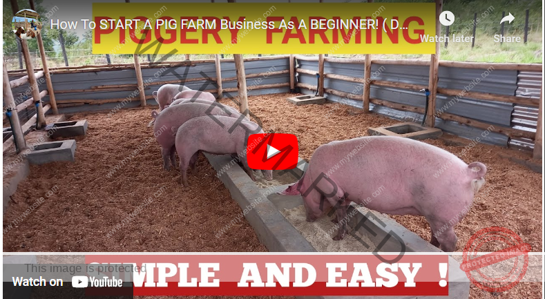 [Beginners Guide] How to Start Pig Farming Business Kenya - Agrolearner.com