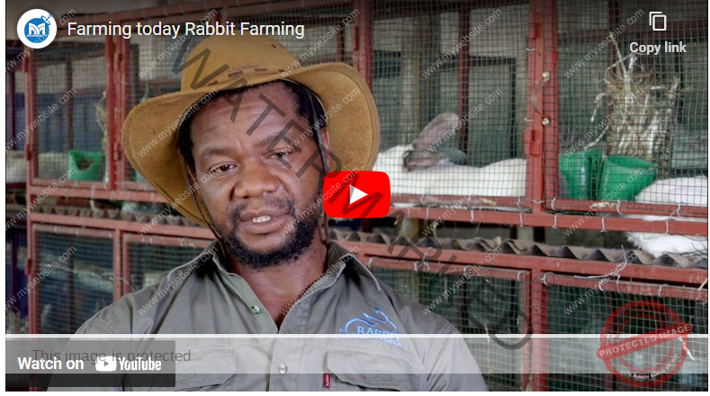 [Beginners Guide] How to Start Rabbit Farming in Zambia - Agrolearner.com