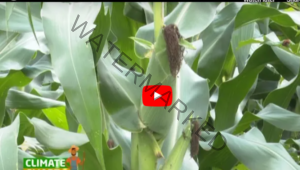 12 Liquid Fertilizers for Maize: Boost Your Crop's Growth ...