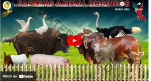10 Profitable Animal Farming Buiness You Can Start in Africa ...