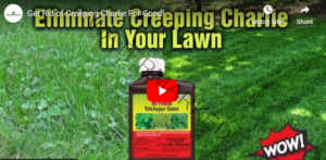 Top 10 Best Herbicides for Creeping Charlie - Agrolearner.com