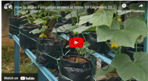 Fertigation in Agriculture [All You Need to Know] - Agrolearner.com