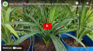 [Beginners Guide] How To Grow Pandan Leaves in Singapore - Agrolearner.com