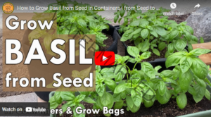 [Beginners Guide] How to Grow Basil in Singapore - Agrolearner.com