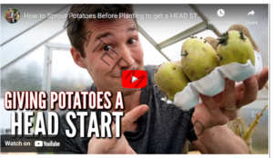 [Beginners Guide] How to Sprout Potatoes - Agrolearner.com