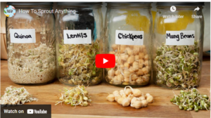 [Beginners Guide] How to Sprout Seeds - Agrolearner.com