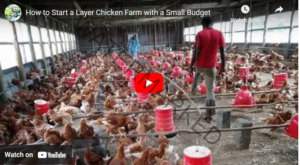 [Beginner's Guide] How to Start Layers Poultry Farming for Egg Production