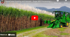 Sugar Cane Farming: A Comprehensive Overview - Agrolearner.com