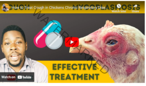 Why Is My Broiler Chicken Coughing? [Causes and Treatment ...