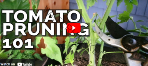 [Beginner's Guide] How to Trim Tomato Plants to Produce More Fruit ...