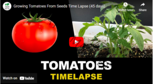 Tomato Growth Stages in Days: All You Need to Know - Agrolearner.com