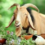 10 Herbal Remedies for Goat Coughing and Sneezing - Agrolearner.com