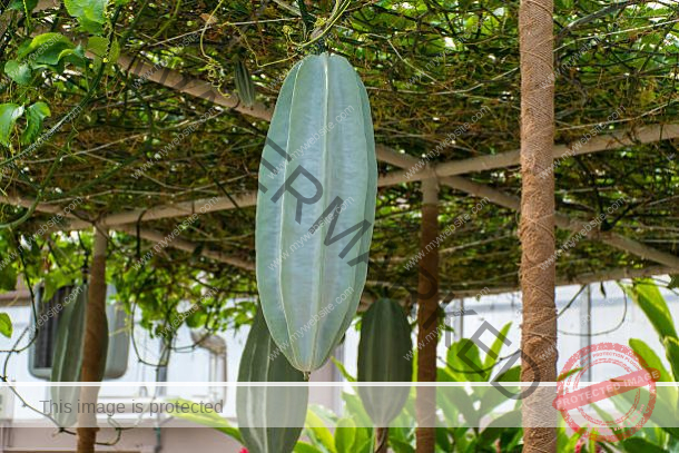 15 Best Fertilizers for Beans [Organic & Inorganic] - Agrolearner.com