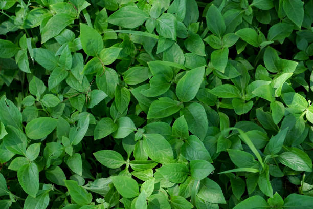 18 Toxic Plants Your Chickens Must Avoid (Must Read!) - Agrolearner.com