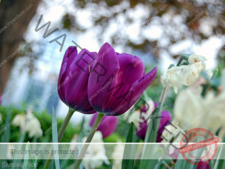 18 Toxic Plants Your Chickens Must Avoid (Must Read!) - Agrolearner.com