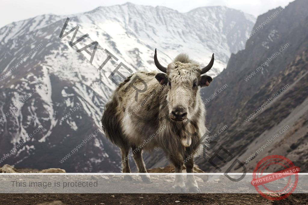 Yak - All You need to know About Yaks - Agrolearner.com