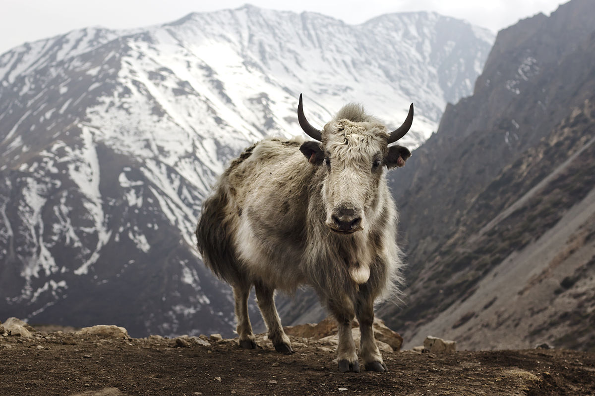 10 Things to Know Before Keeping Yaks - Agrolearner.com
