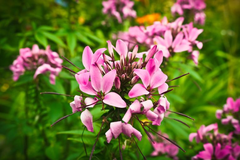Cleome Spider Flower: Best Guide on How To Grow Cleome