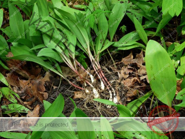 How To Grow Wild Leek Ramps In The Garden
