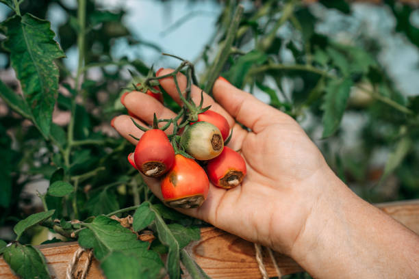 How to Fix Blossom End Rot in Tomatoes Easily (MUST READ ...