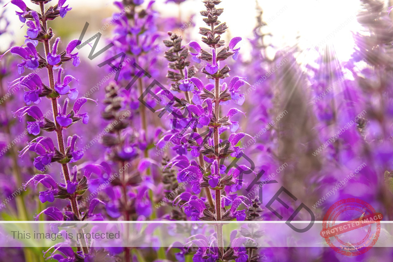 Problems with Salvias: Fixing Your Floppy Salvias